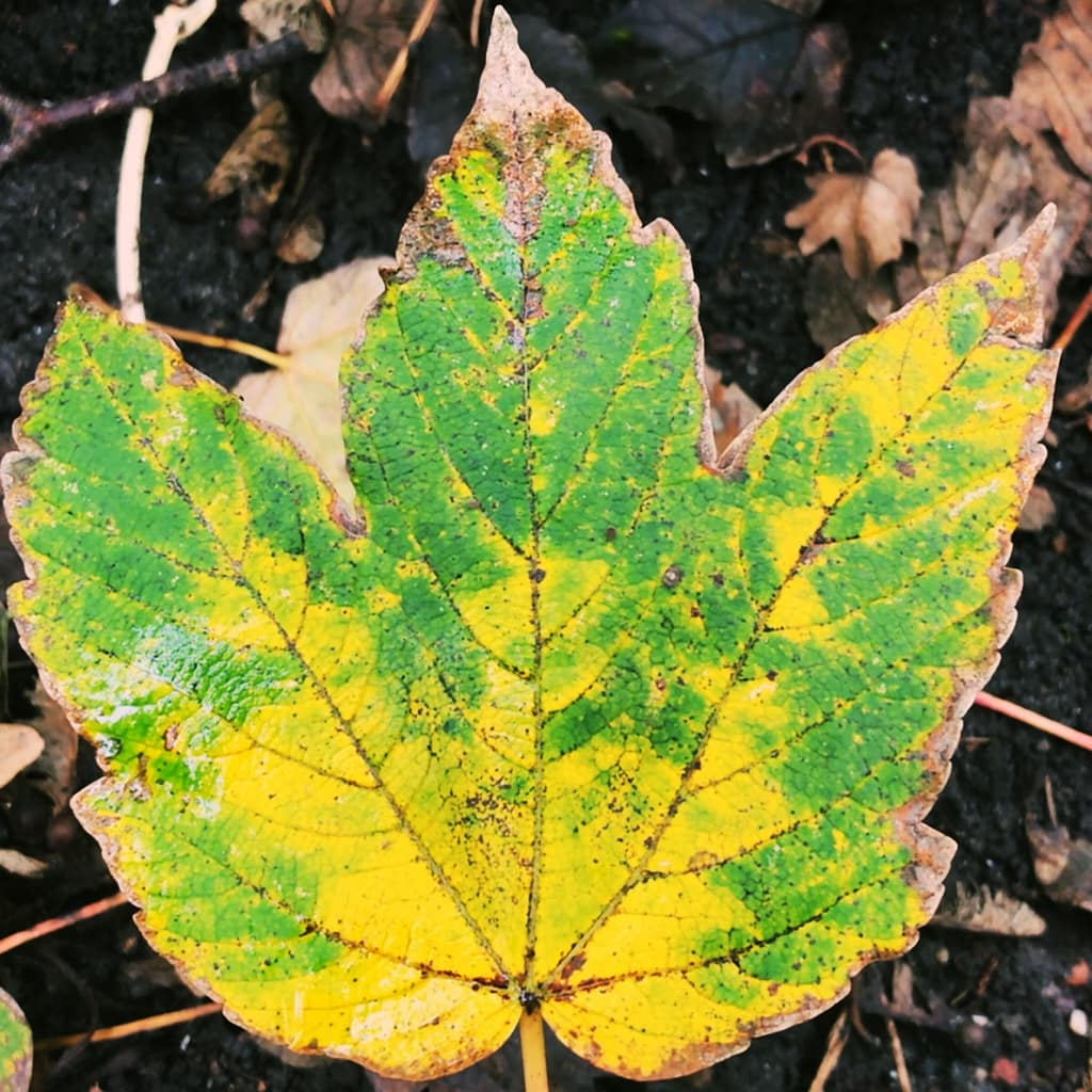Mindful leaf drawing exercise • The Creative Cooldown